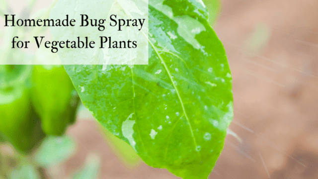 Homemade Bug Spray for Vegetable Plants (Safe & Effective) - Natural ...